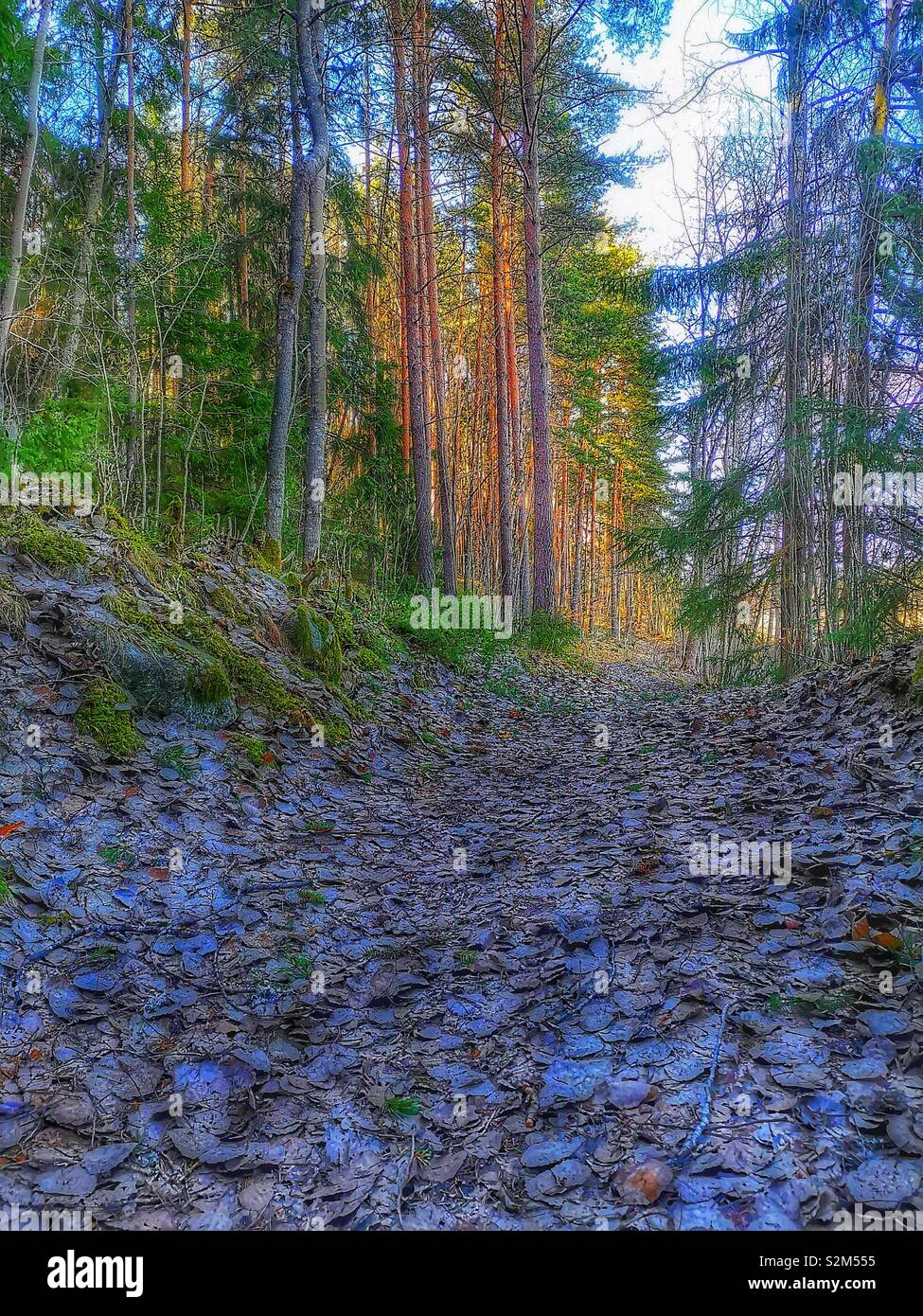 Leaf covered path leading hi-res stock photography and images - Alamy