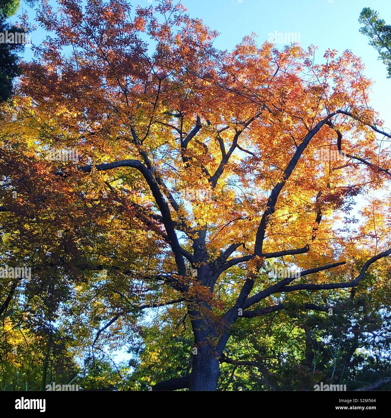 Gold fall colours hi-res stock photography and images - Alamy