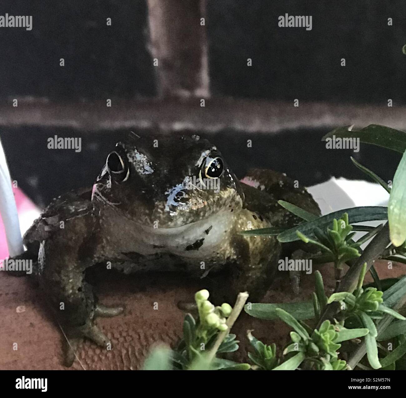 Frog looking at the camera Stock Photo - Alamy