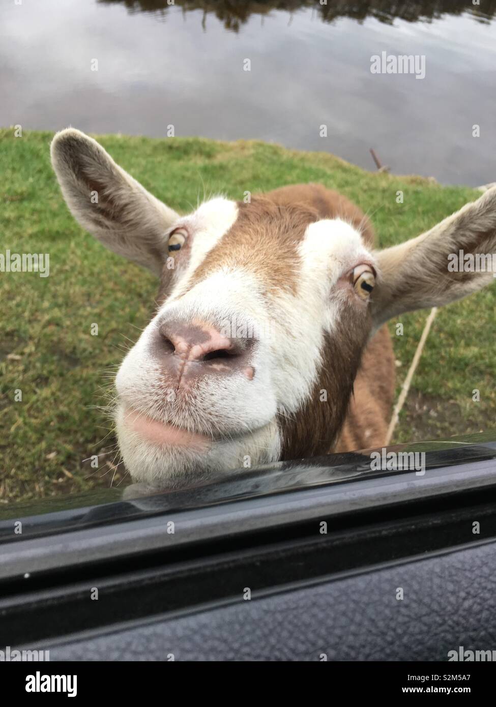Goat lips hi-res stock photography and images - Alamy