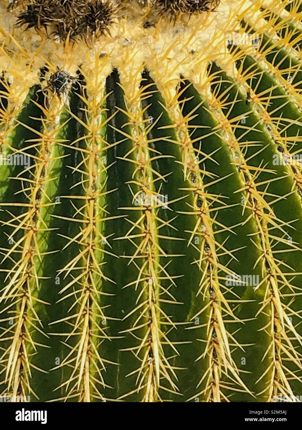 Cactus on the Mayo Clinic campus in Scottsdale, Arizona Stock Photo - Alamy