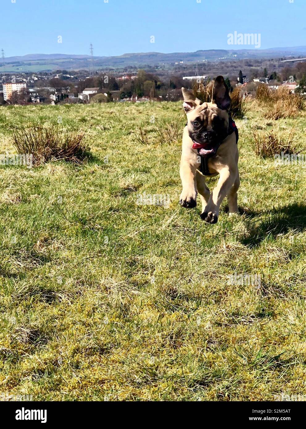 Bull and the mastiff hi-res stock photography and images - Alamy