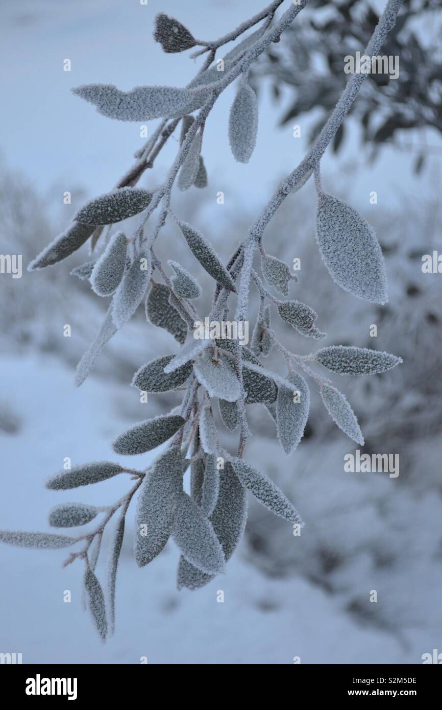 Snow gum hi-res stock photography and images - Alamy