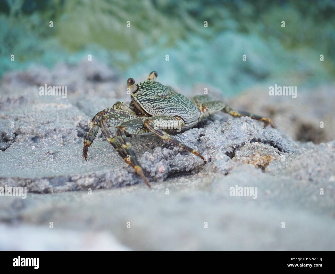 Maldives crab hi-res stock photography and images - Alamy