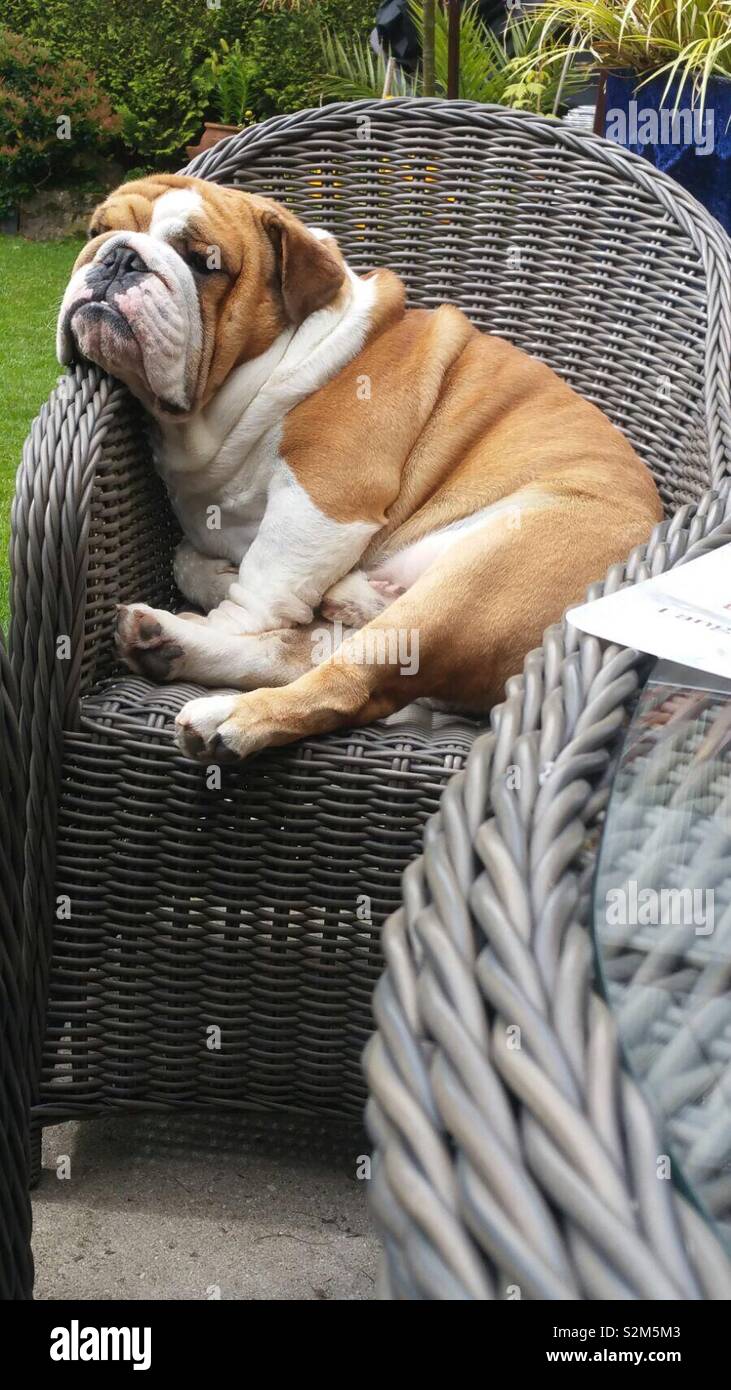 Hard life of dog hi-res stock photography and images - Alamy