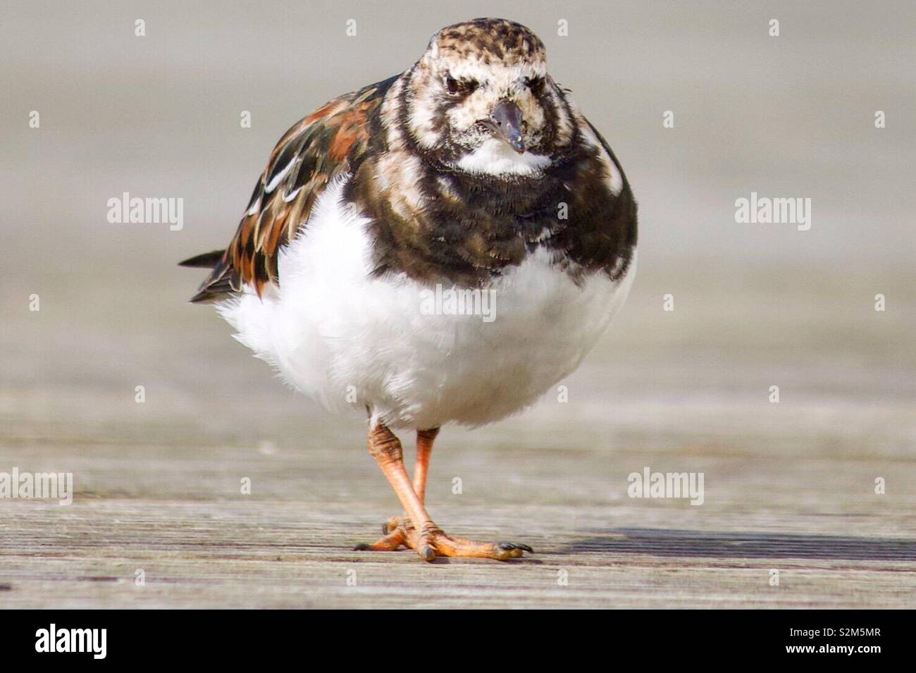 Little bird hi-res stock photography and images - Alamy