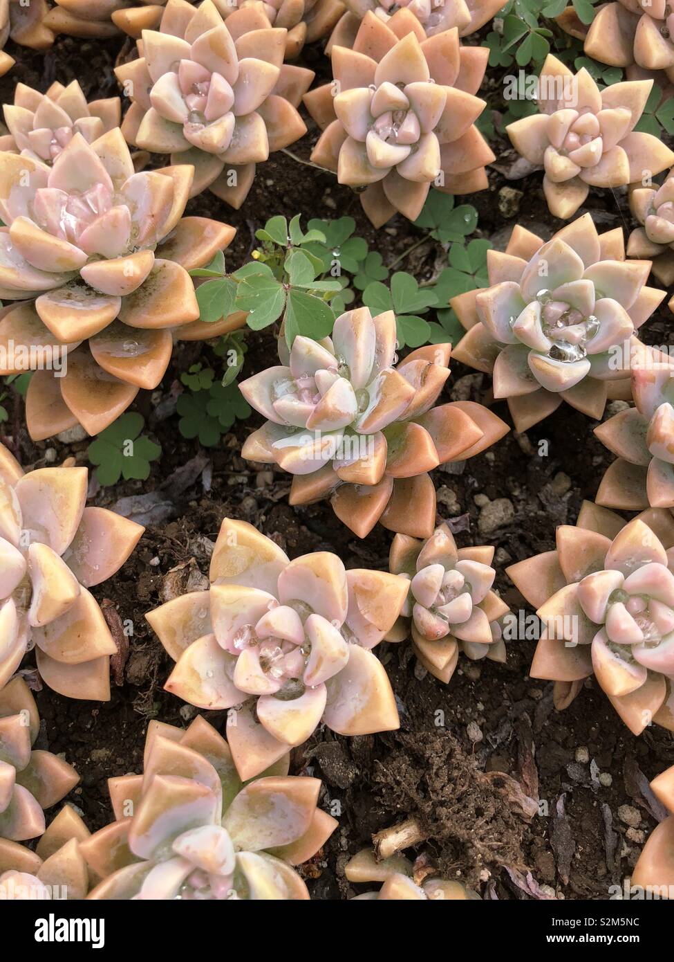 Succulents and cactus hi-res stock photography and images - Alamy