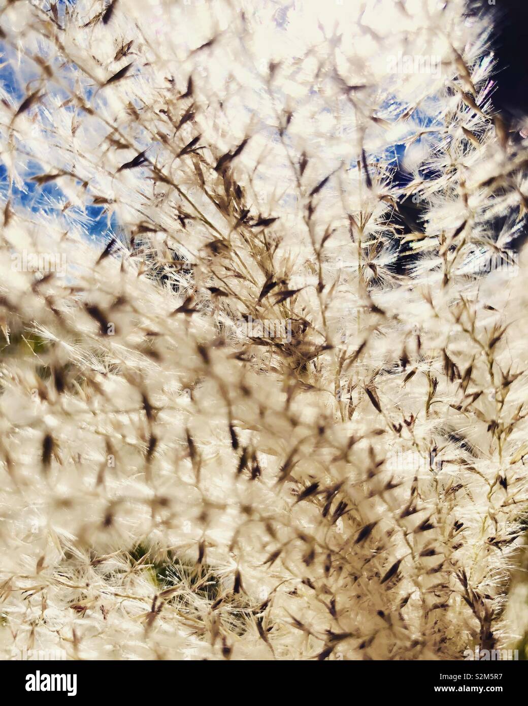 Milkweed seeds hi-res stock photography and images - Alamy