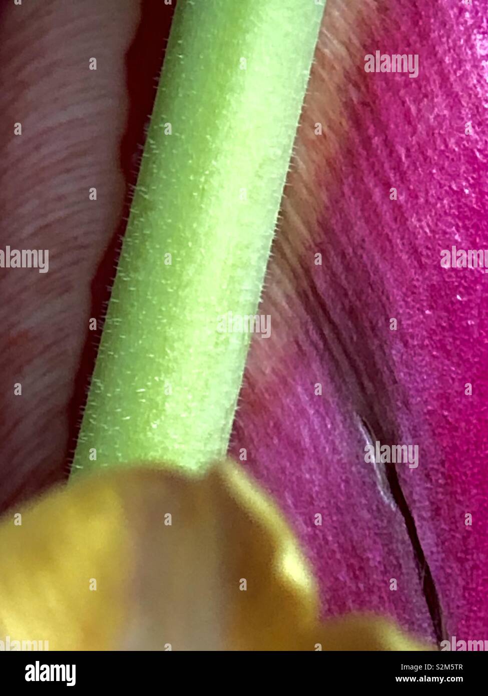 Close up of flower stalk Stock Photo - Alamy