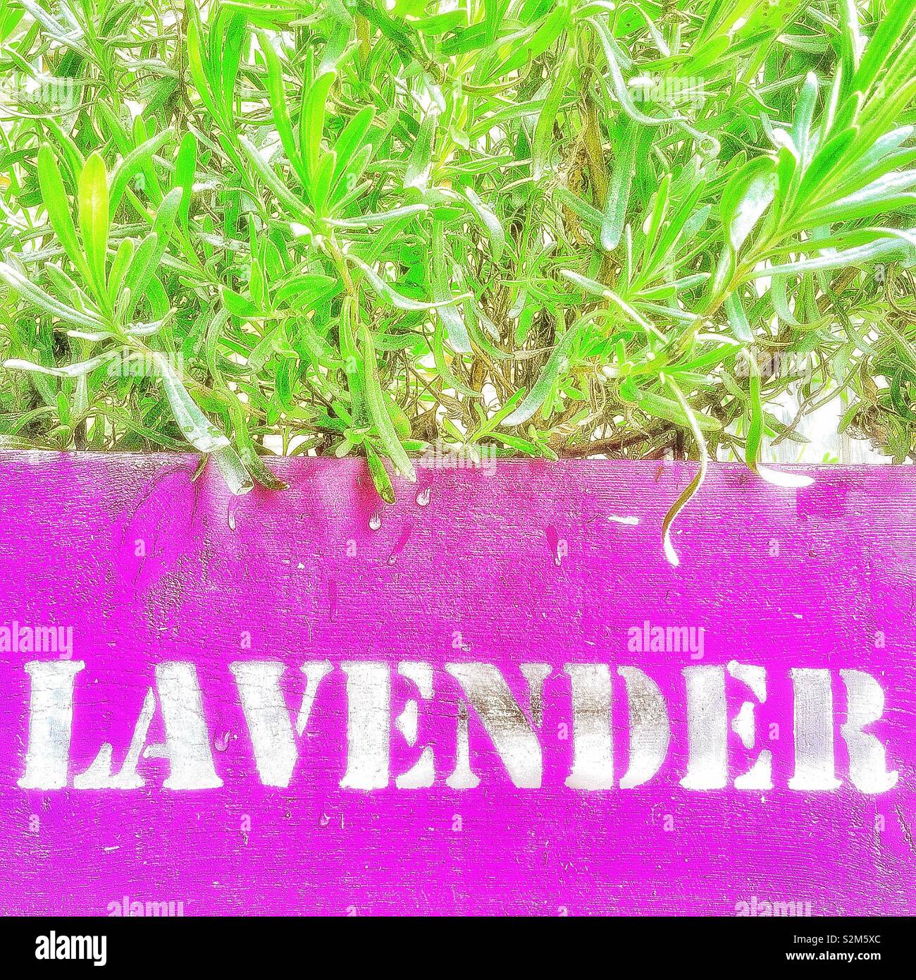 Lavender plants in a brightly coloured box Stock Photo - Alamy