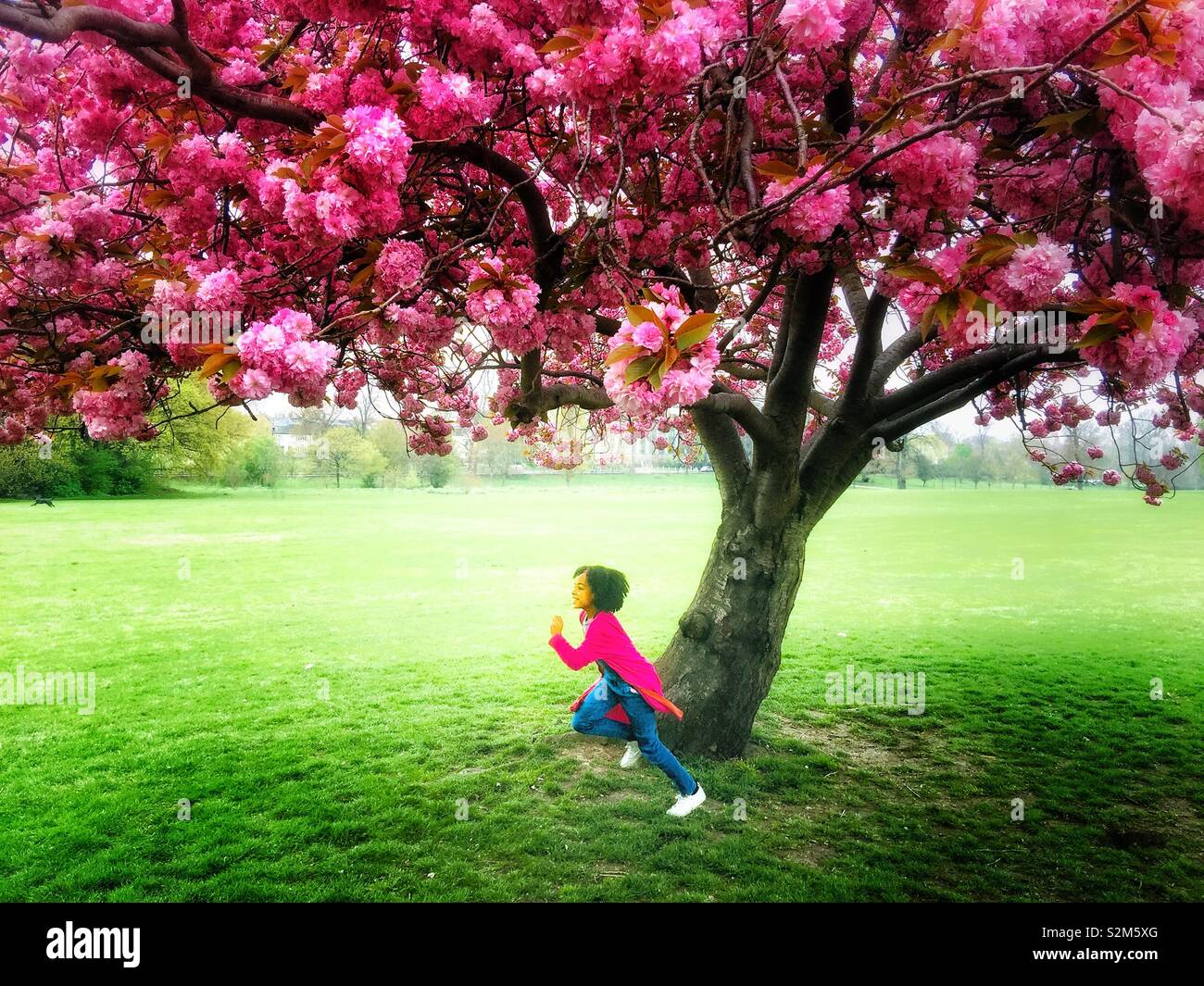 A child running past a tree in pink blosdom Stock Photo - Alamy