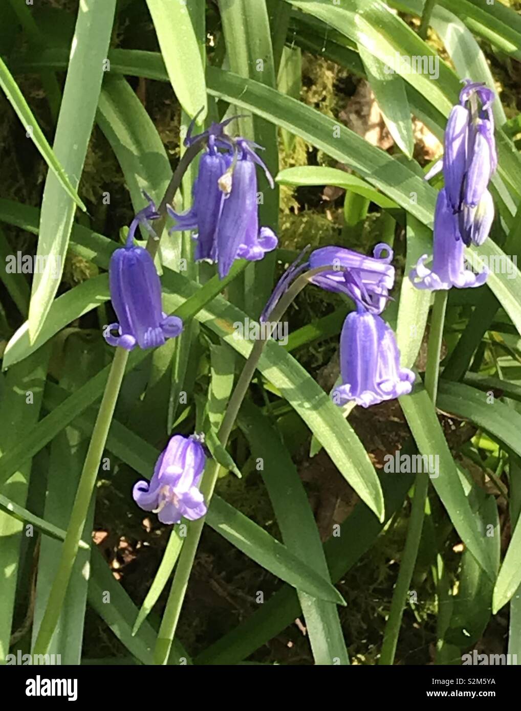 Blue hyacinthoides hi-res stock photography and images - Alamy