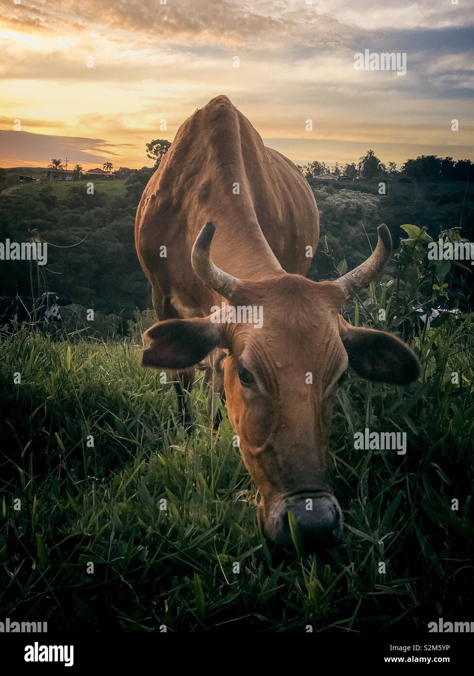 Closeup animal sunset cow hi-res stock photography and images - Alamy