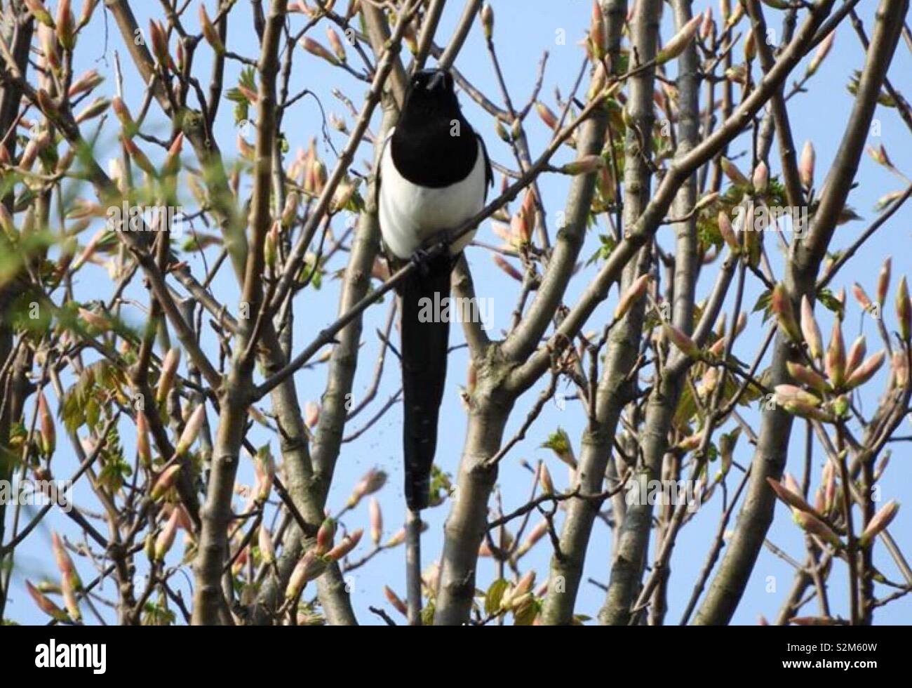 Magpie in tree hi-res stock photography and images - Alamy