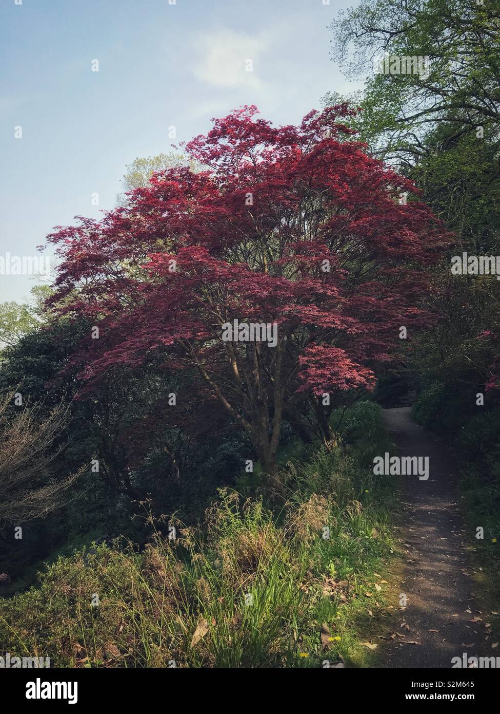 Woodland path leading off around beautiful Japanese maple tree Stock ...