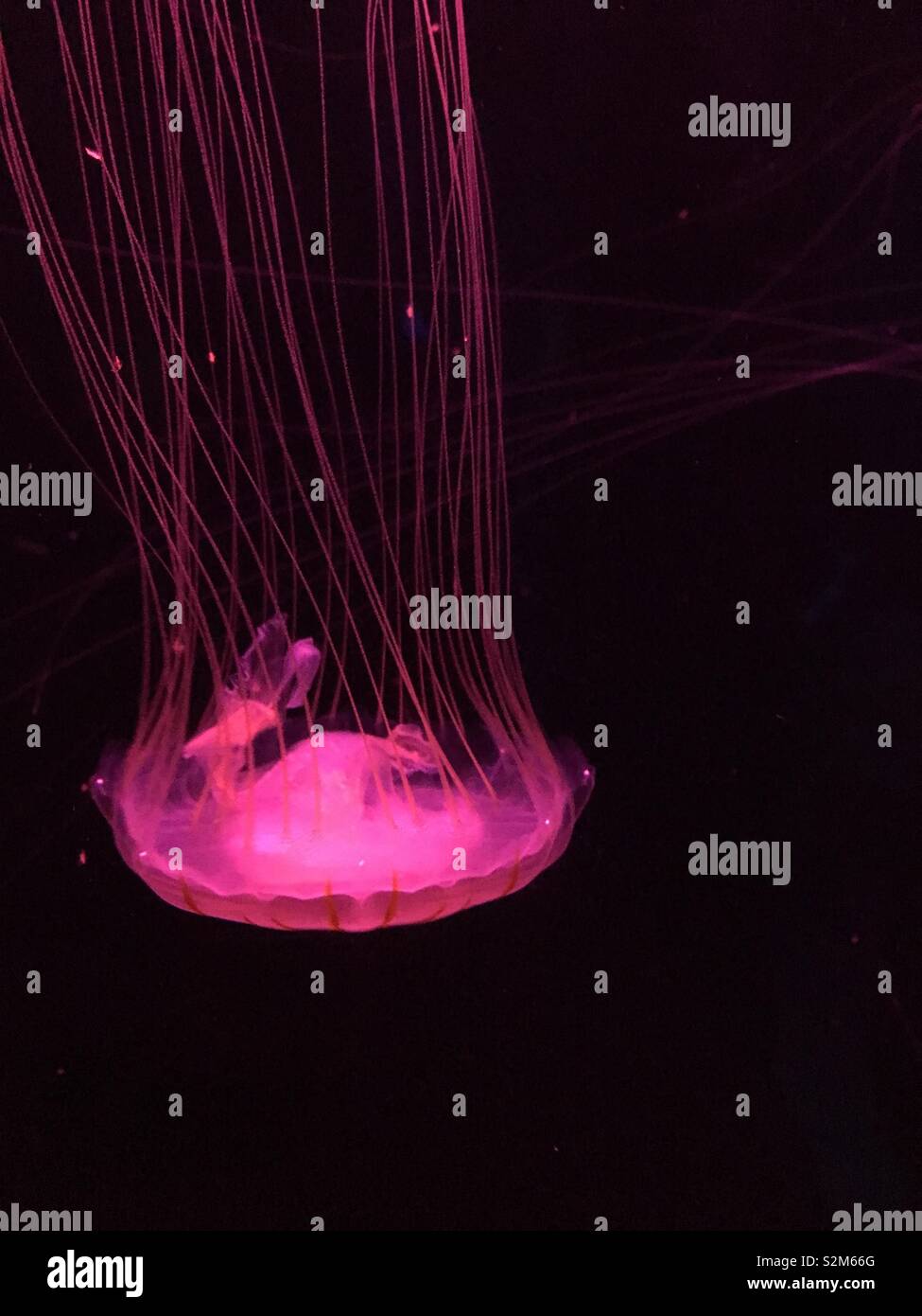 Pink jellyfish hi-res stock photography and images - Alamy
