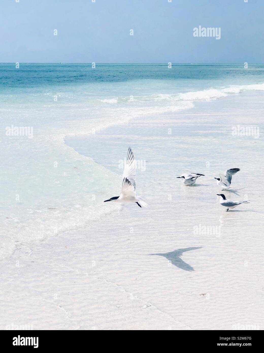 Birds flying over sea Stock Photo - Alamy