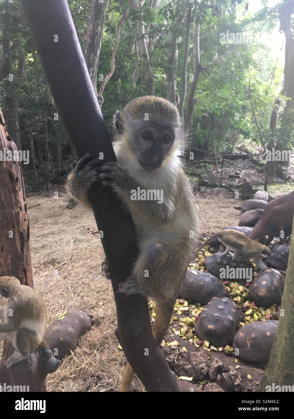 Green monkey hi-res stock photography and images - Alamy