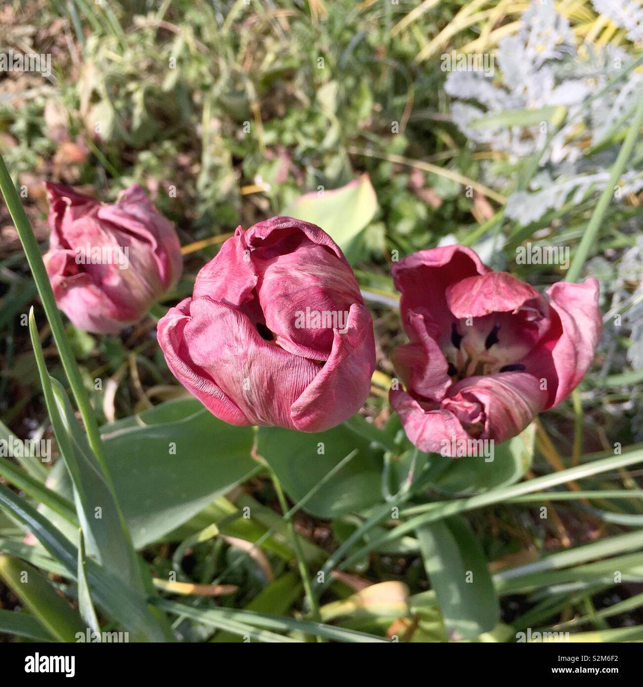 Dead tulips hi-res stock photography and images - Alamy