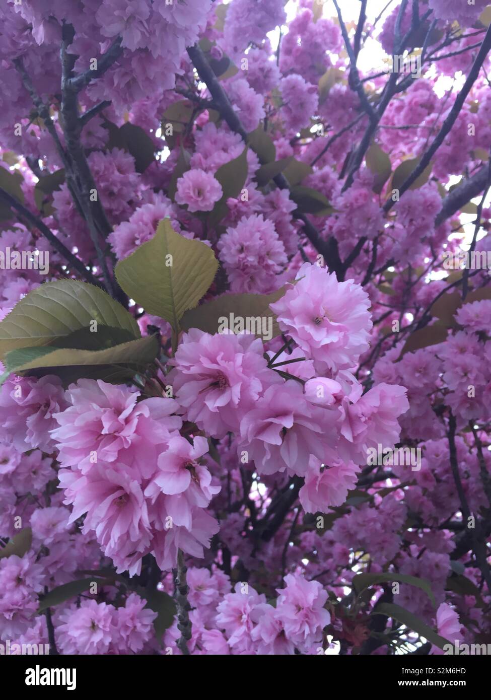 Pink Spring blossoms Stock Photo - Alamy