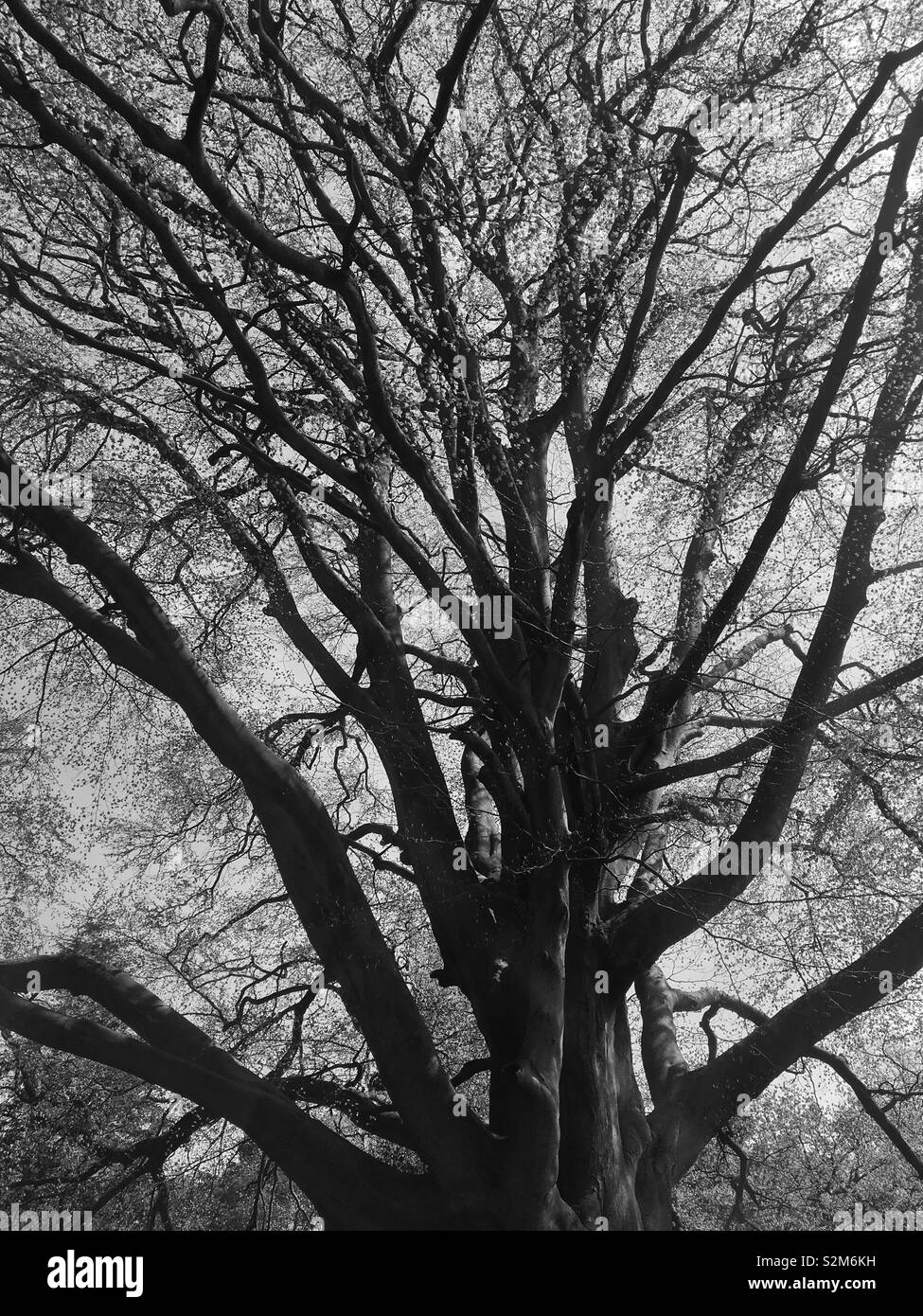 Black and white photo of a tall tree Stock Photo - Alamy