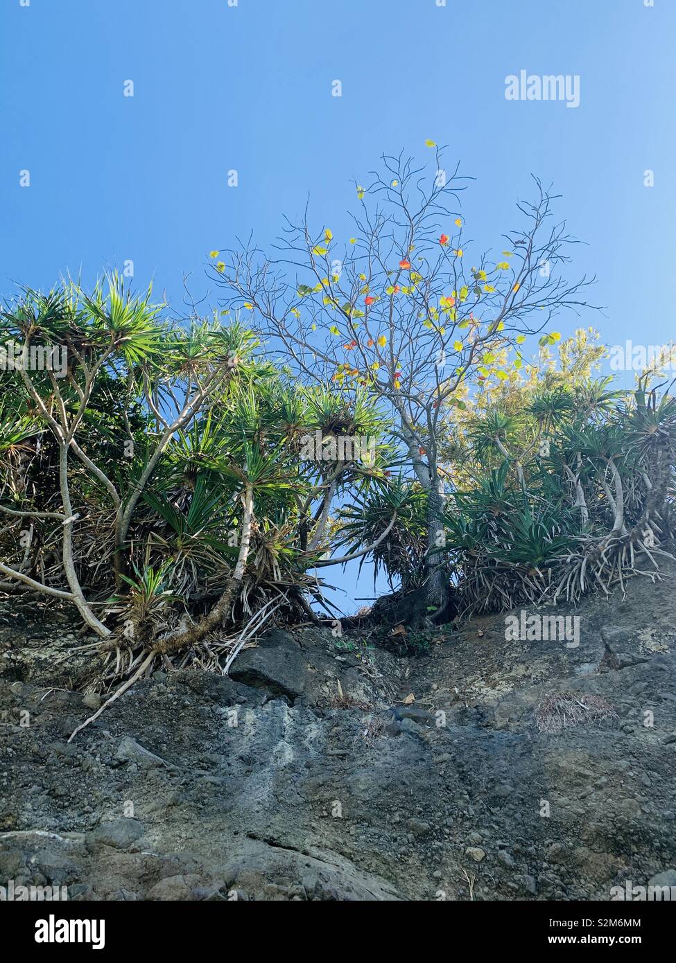 Trees on cliff Stock Photo - Alamy