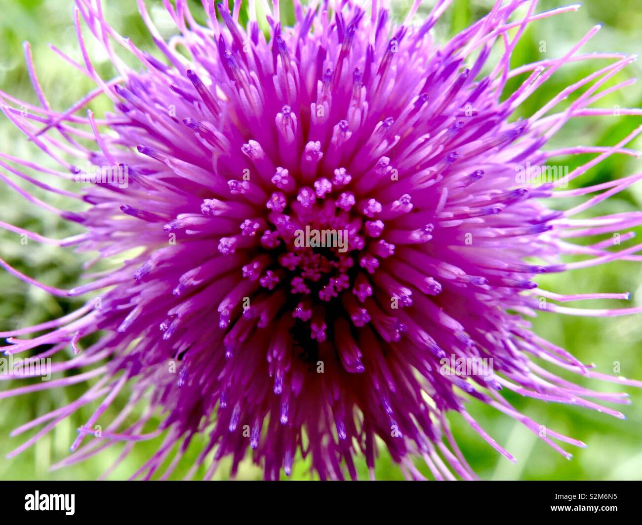 A firework of bloom Stock Photo - Alamy