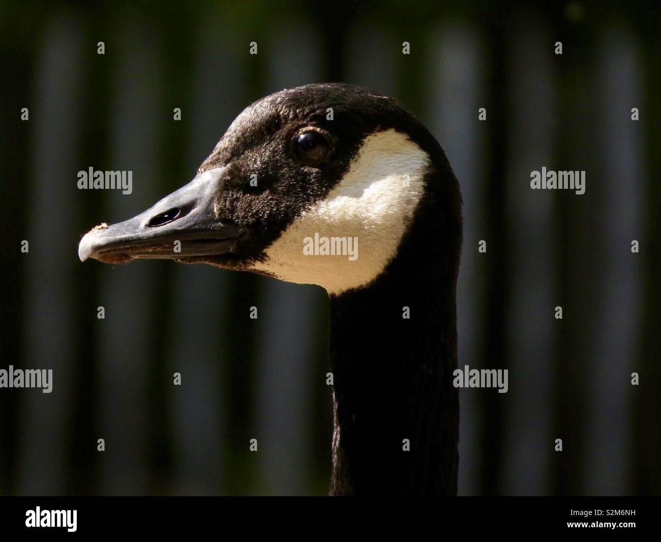 Black and white geese hi-res stock photography and images - Alamy