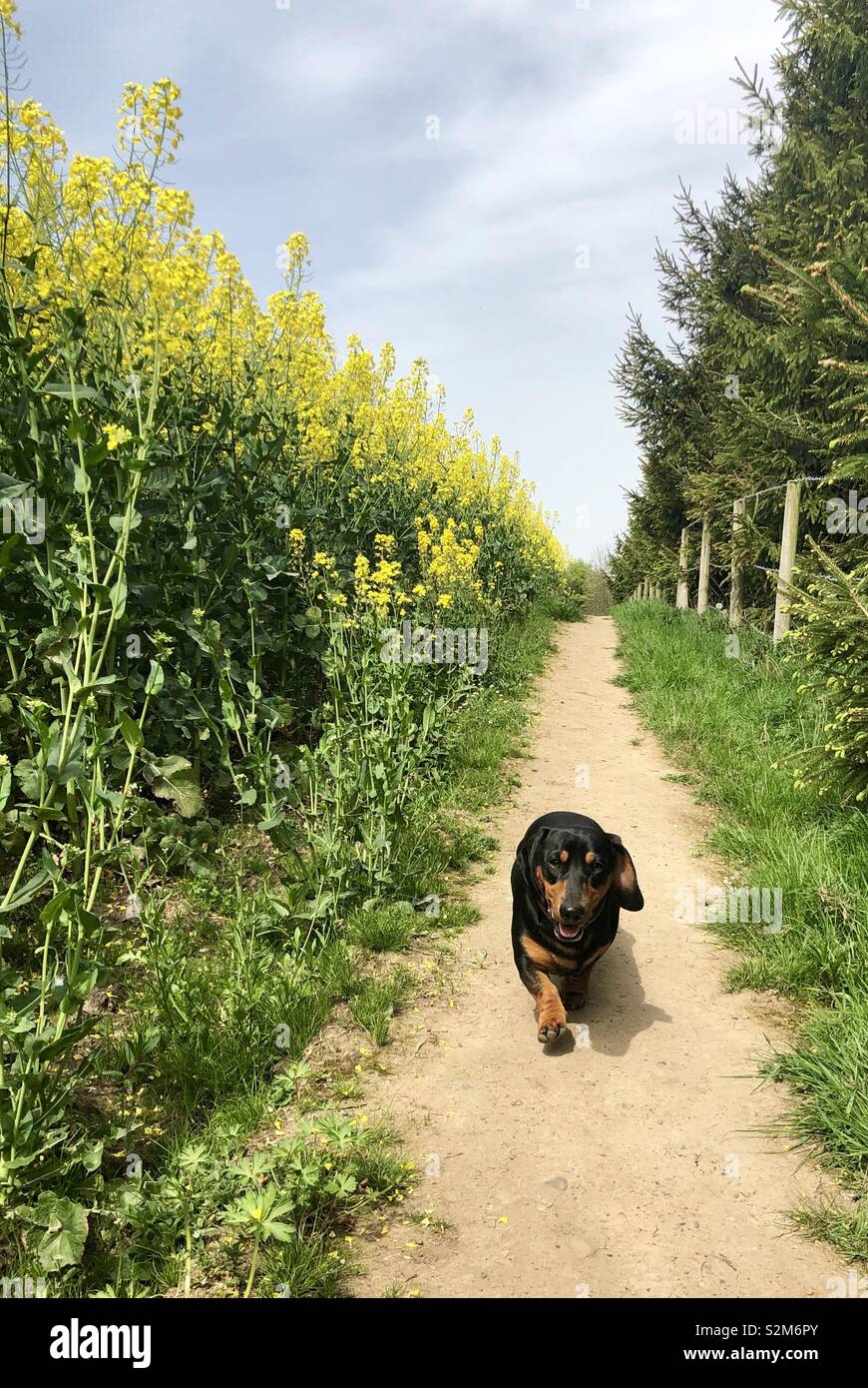 Fieldwalk hi-res stock photography and images - Alamy