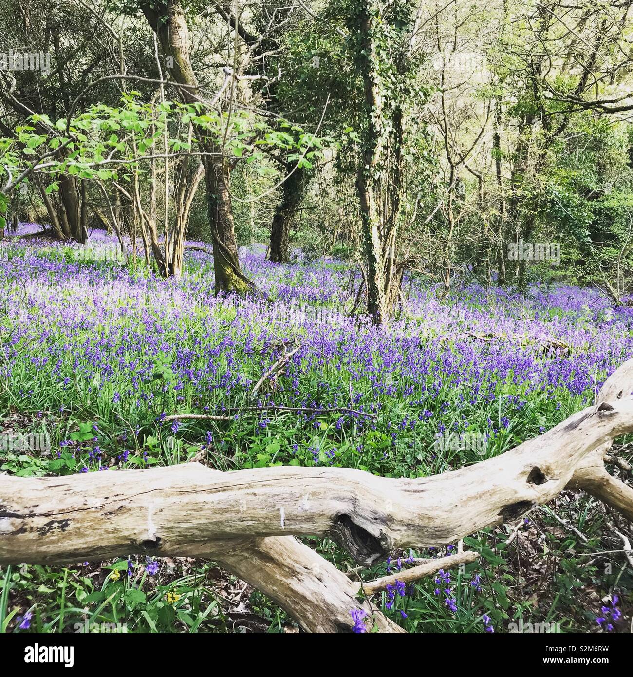 Light colour wood hi-res stock photography and images - Alamy