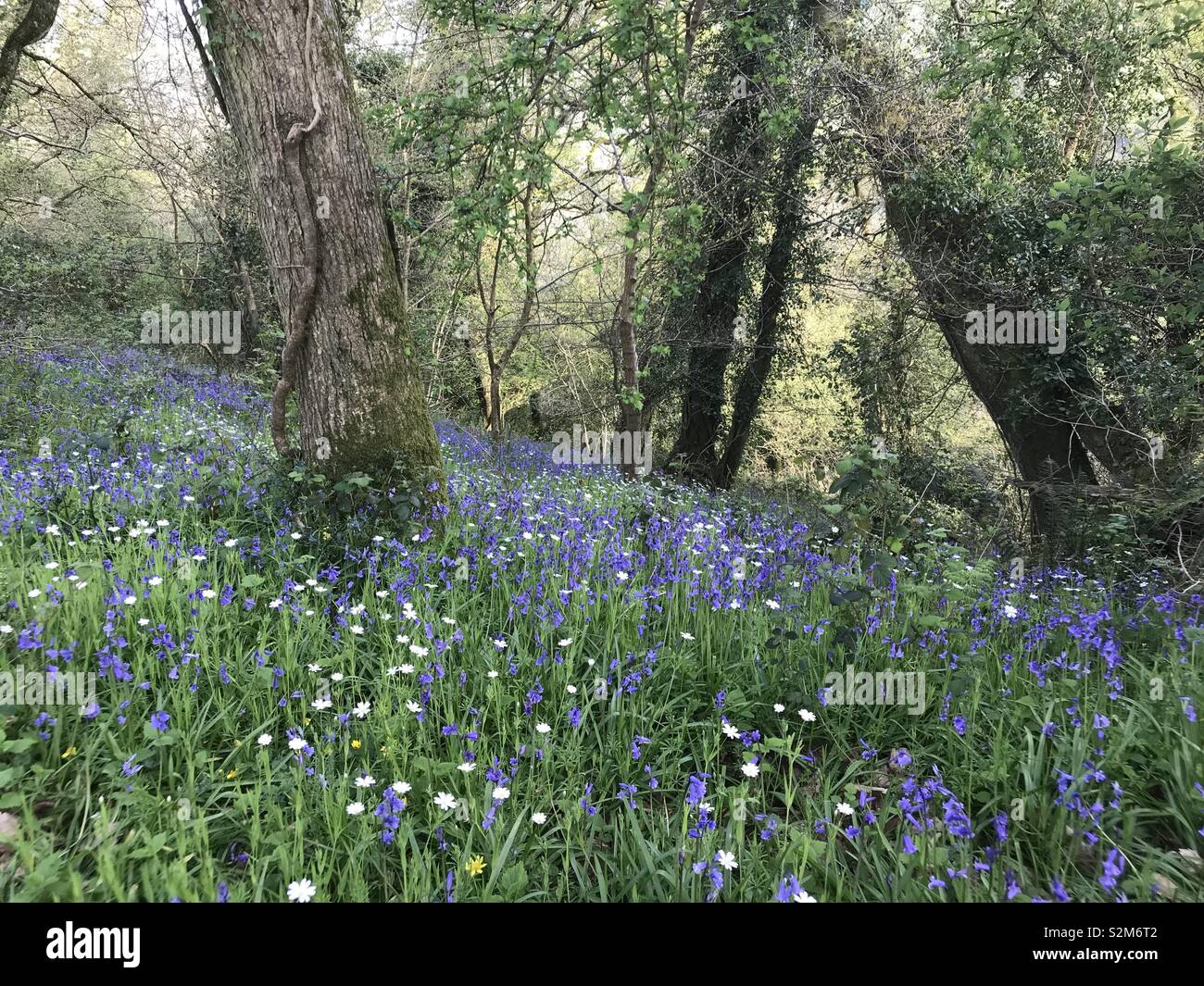 Spring wood walk Stock Photo - Alamy