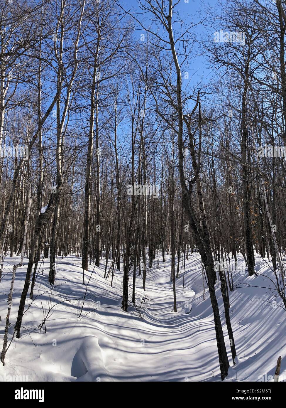 Tree shadows on snow Stock Photo - Alamy