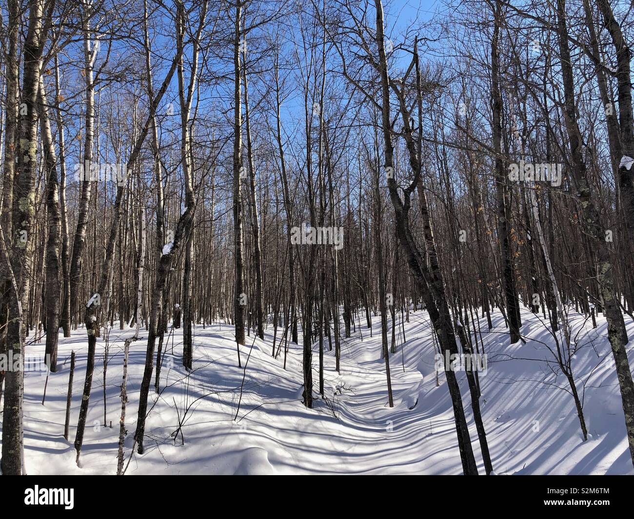 Tree shadows on snow Stock Photo - Alamy