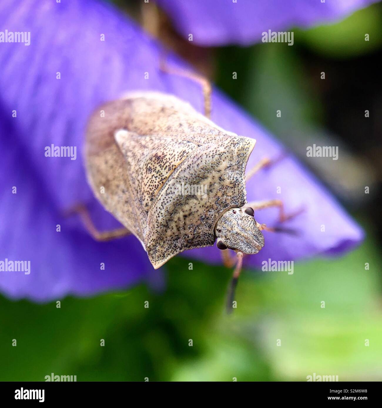 This insect enjoys a sunny day on a flower petal Stock Photo - Alamy