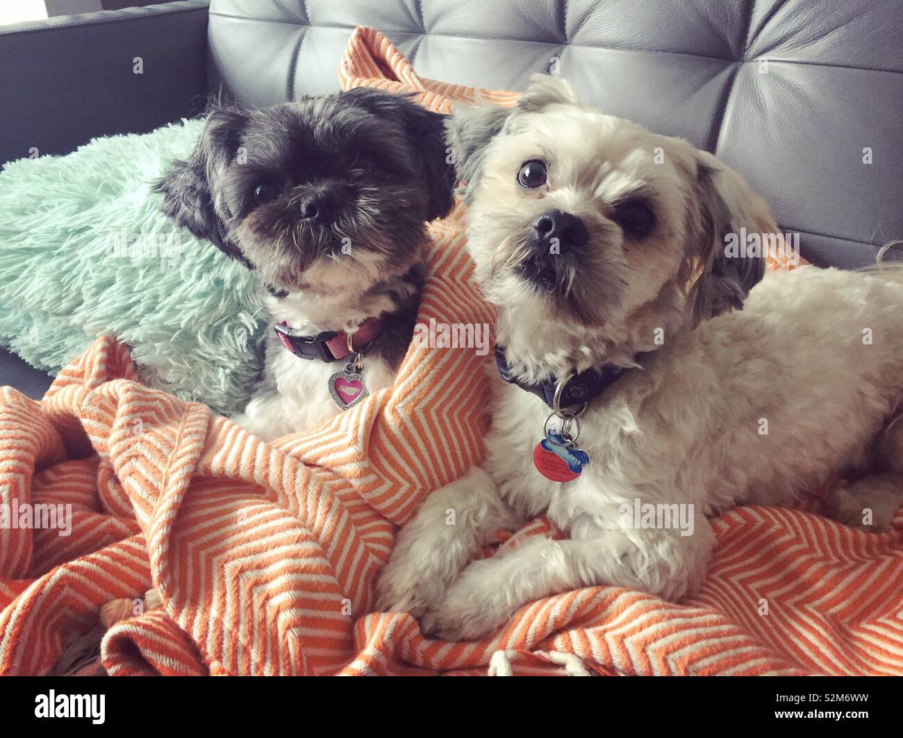 Best buddies hi-res stock photography and images - Alamy
