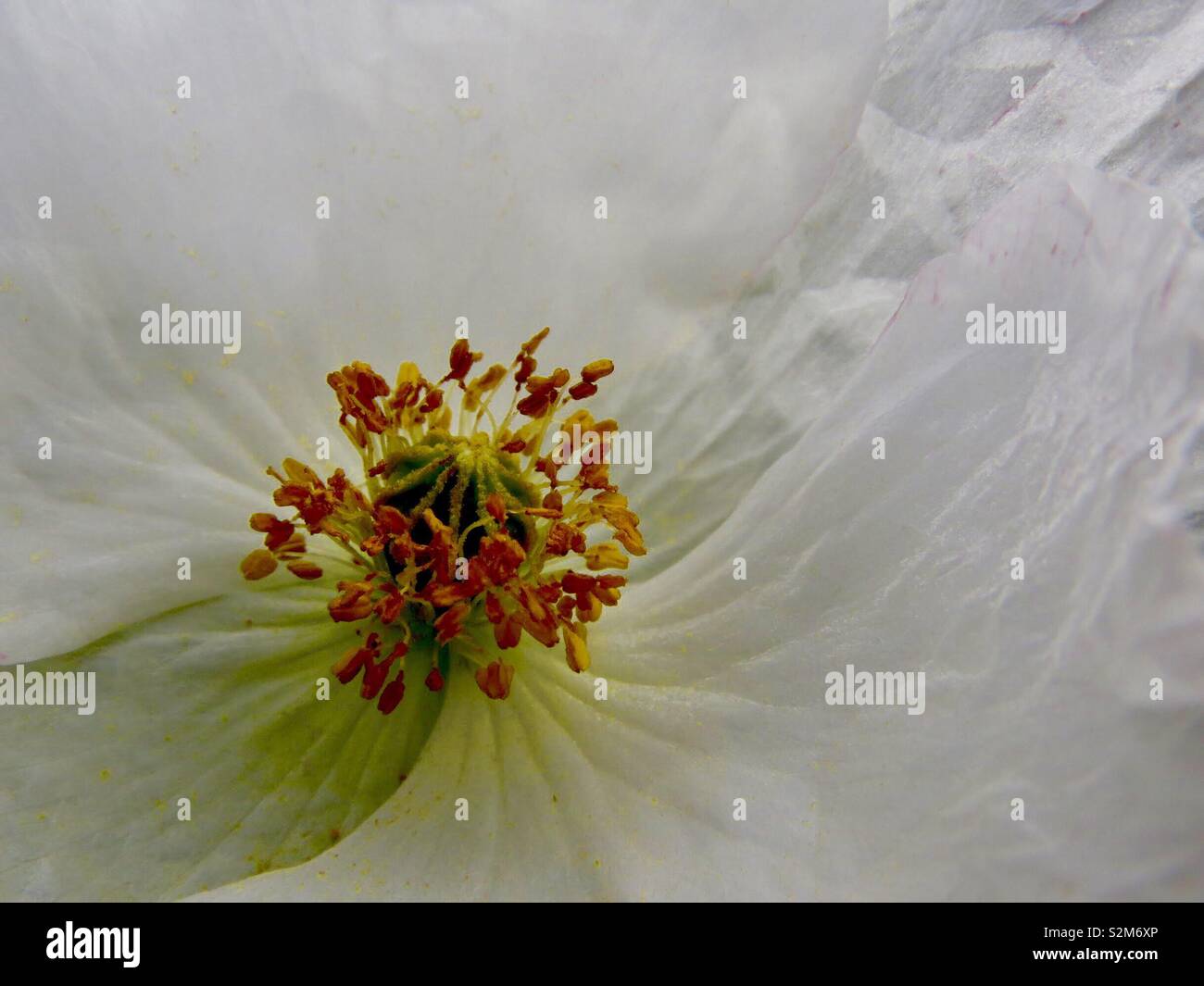 Inside a white poppy Stock Photo - Alamy