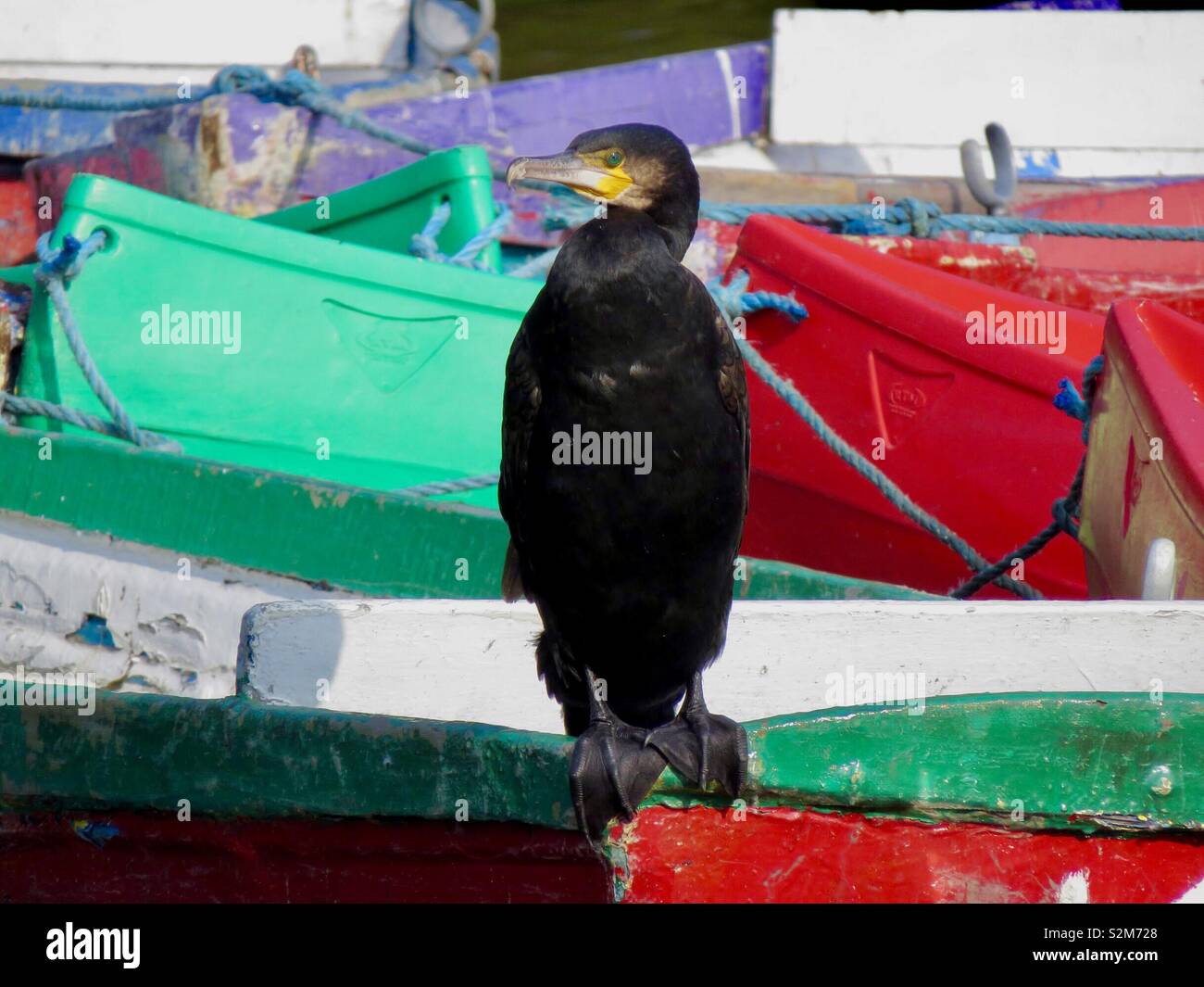 Bird sail hi-res stock photography and images - Alamy