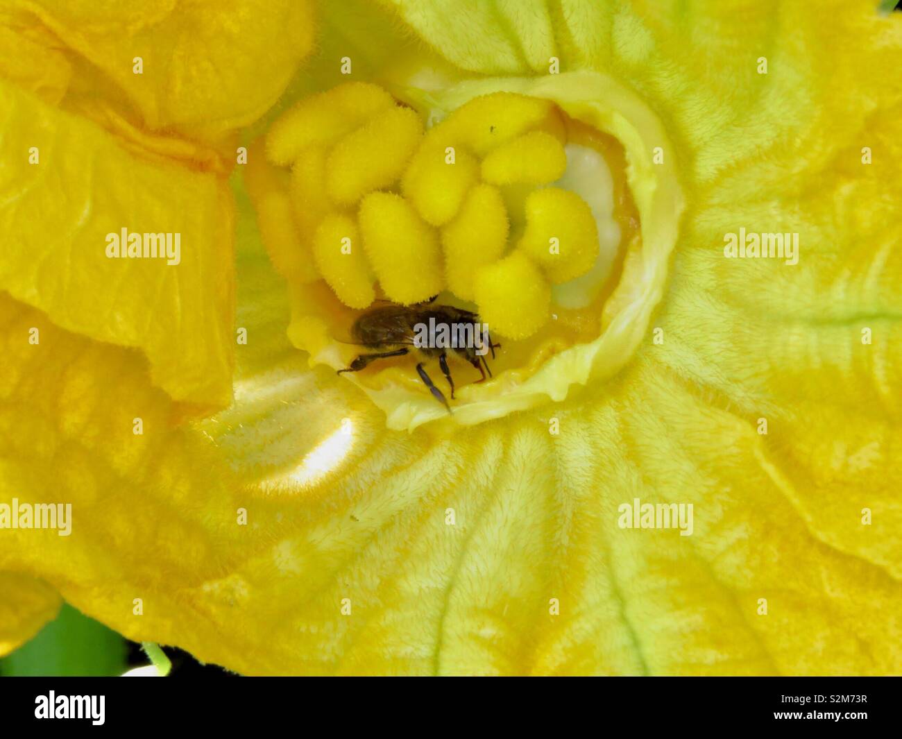 Lushes hi-res stock photography and images - Alamy