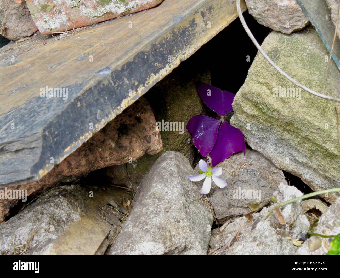 Life finds a way Stock Photo - Alamy