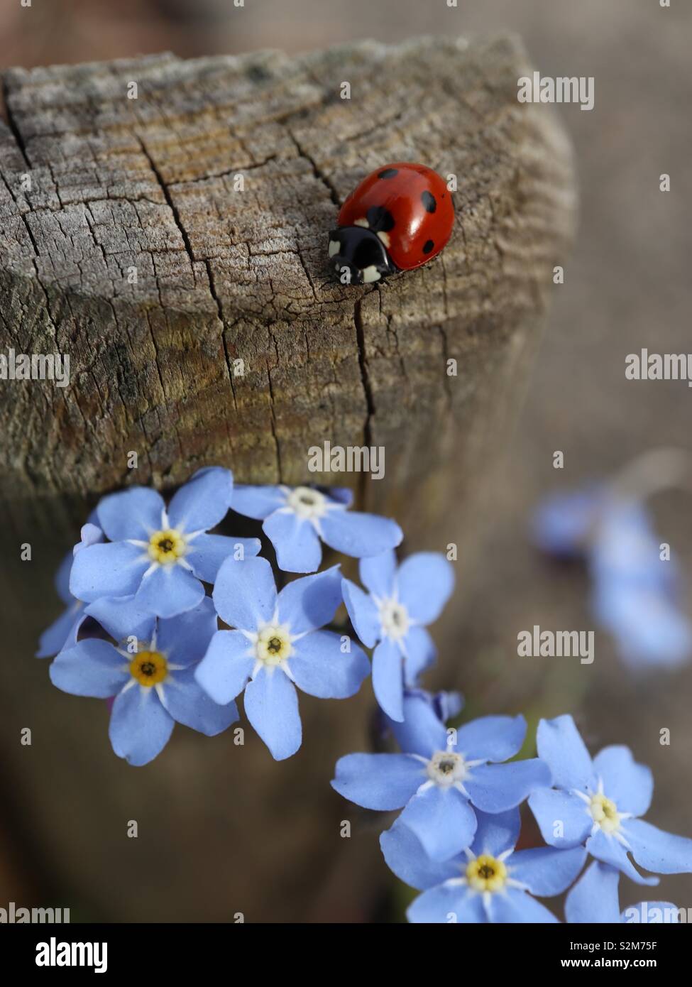 Ladybird in blue Stock Photo - Alamy