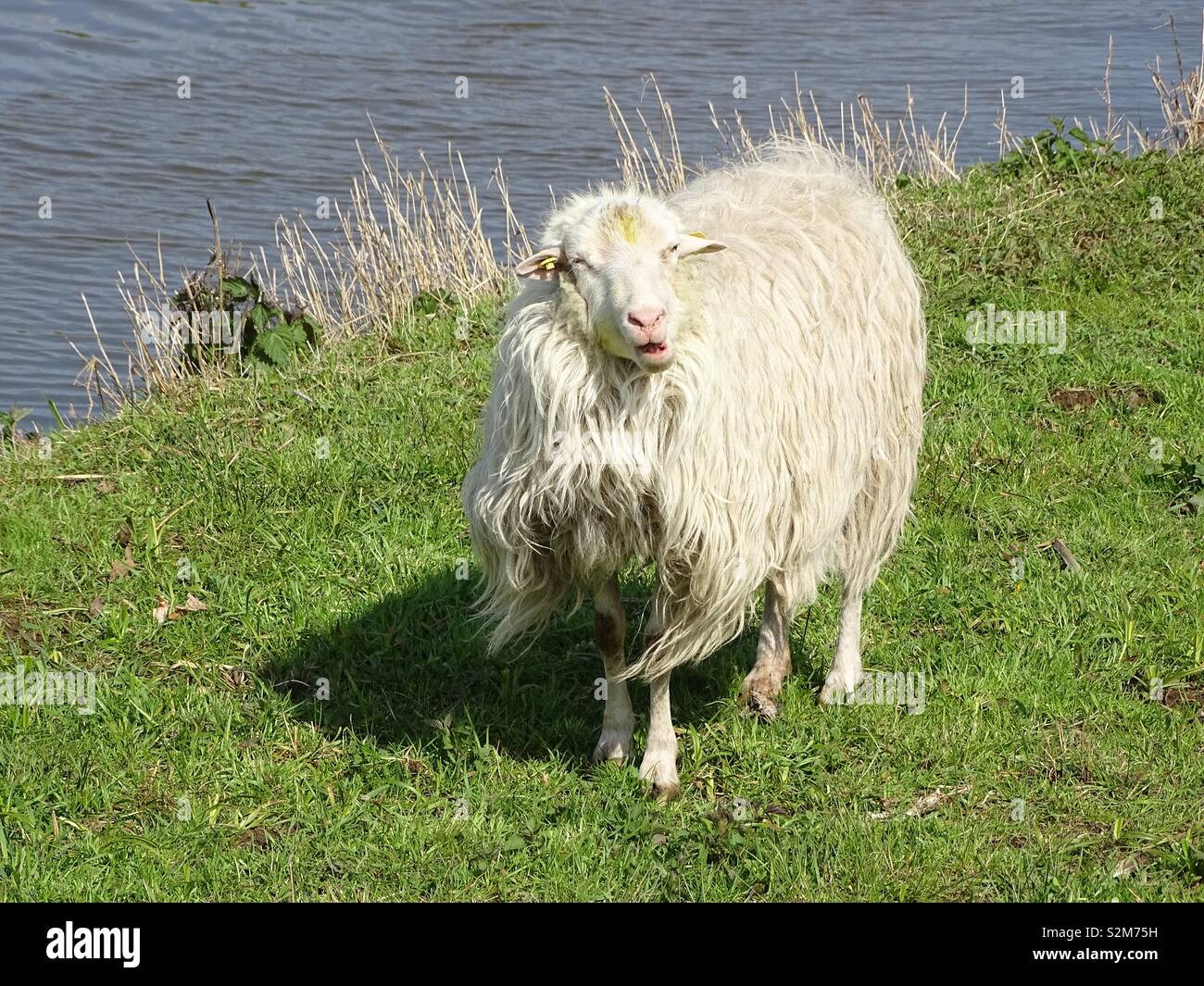 Whole sheep hi-res stock photography and images - Alamy