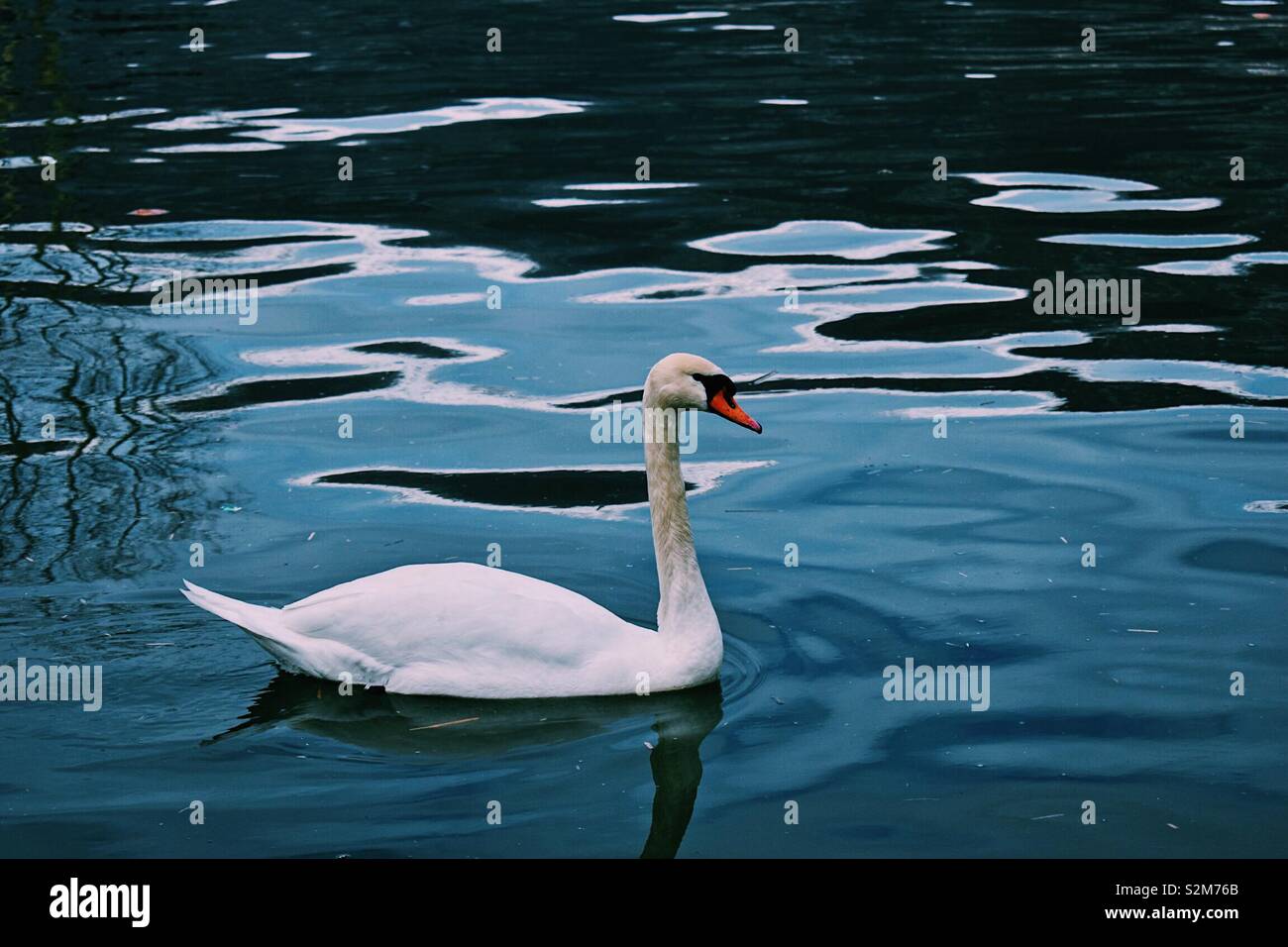 Swan lake in greece hi-res stock photography and images - Alamy
