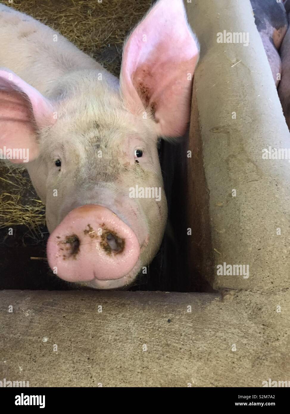 Pig close up hi-res stock photography and images - Alamy