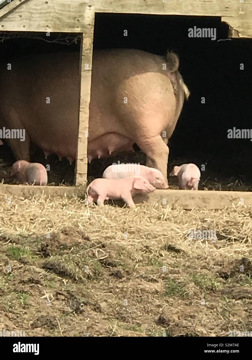 Piglets straw hi-res stock photography and images - Alamy