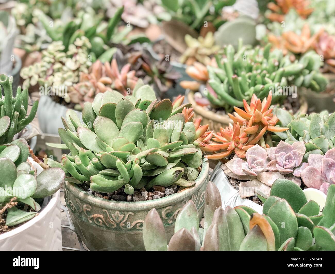 Indoor plants hi-res stock photography and images - Alamy