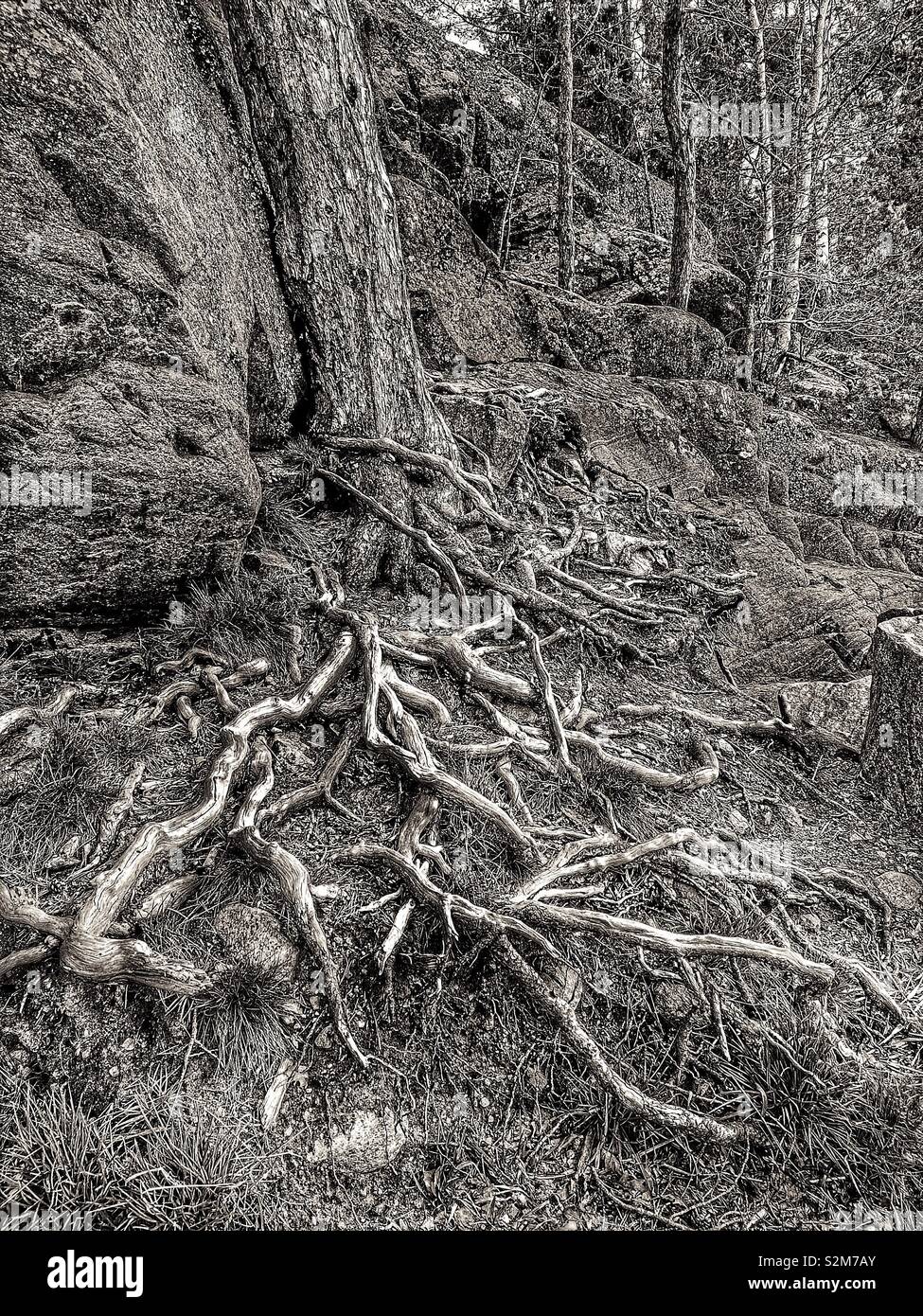 Above ground exposed tree roots, Sweden, Scandinavia Stock Photo - Alamy