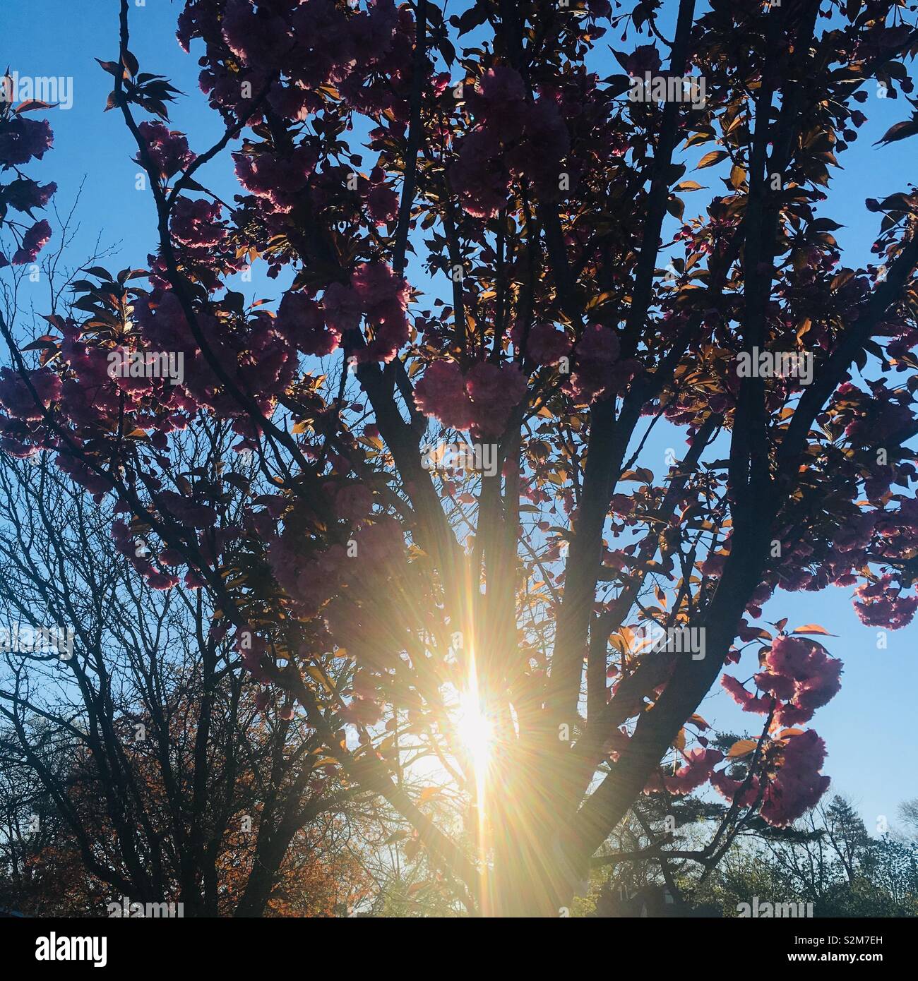 The tree and the sun hi-res stock photography and images - Alamy