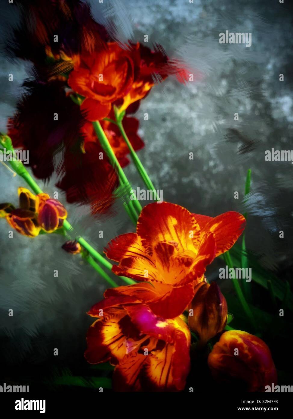 The dark orange mixed with yellow Freesia hybrida Klatt. in full bloom ...