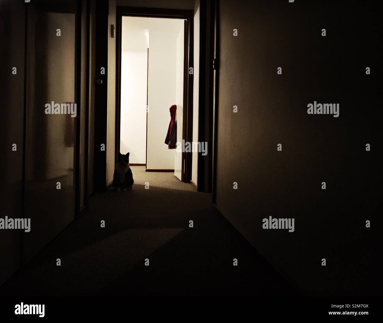 The silhouette of a feline sitting in a dark hallway Stock Photo - Alamy