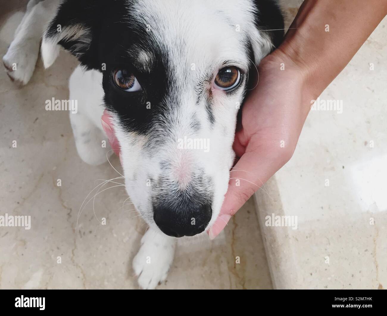 Dog with eye patch hi-res stock photography and images - Alamy